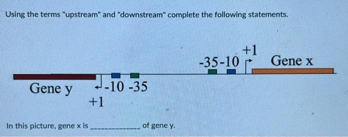 Solved Using the terms "upstream" and "downstream" complete | Chegg.com