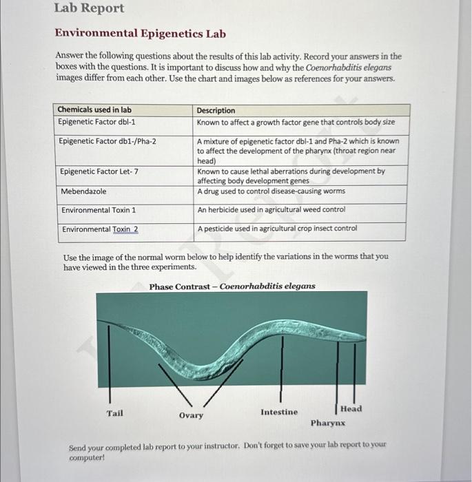 Solved Lab Report Environmental Epigenetics Lab Answer the | Chegg.com