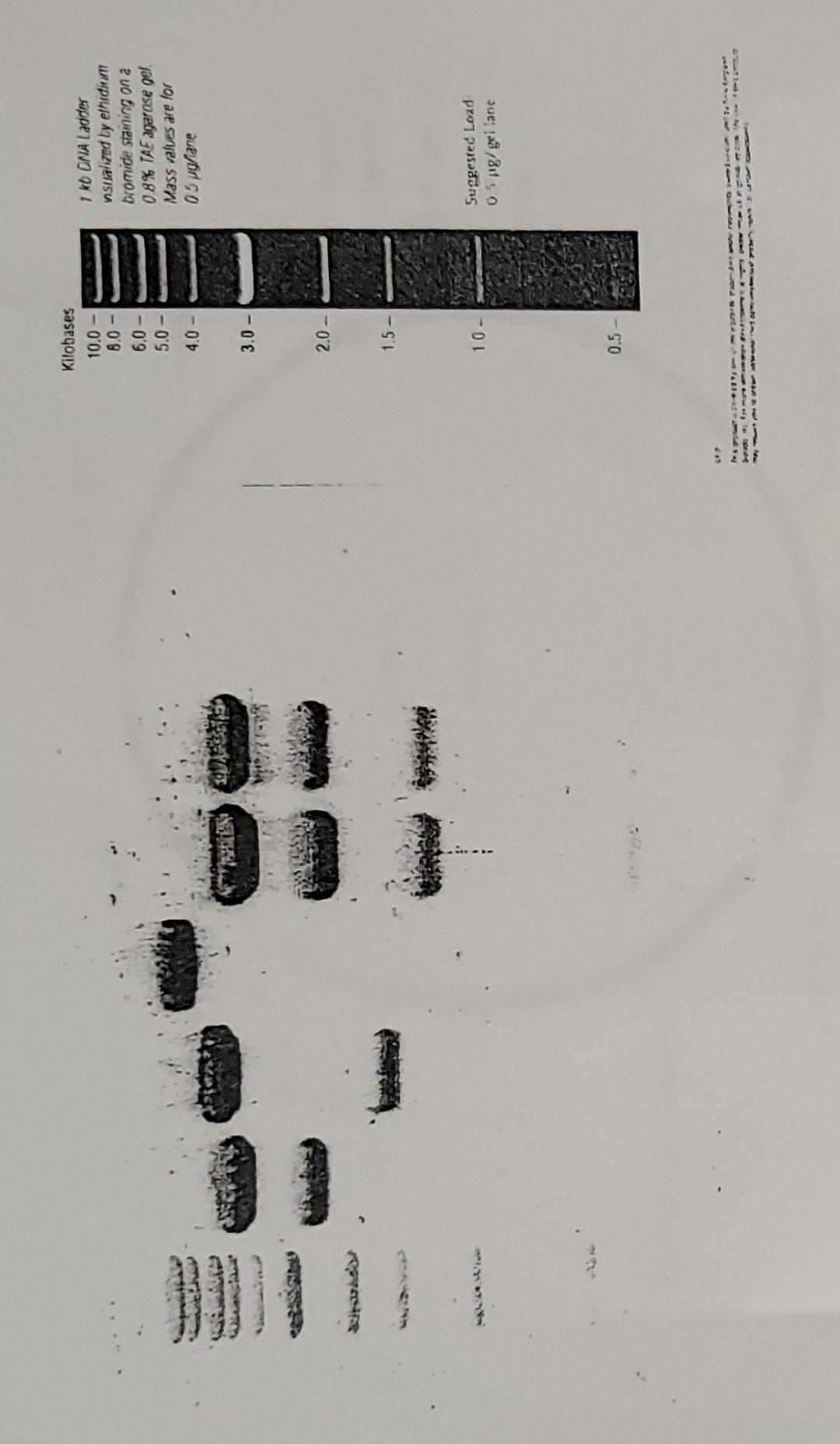 Solved 2. (4 pts) From the data (gel image below) label each | Chegg.com