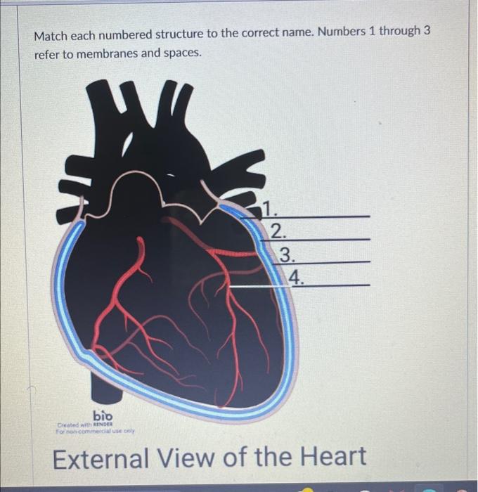 Solved Match each numbered structure to the correct name. | Chegg.com