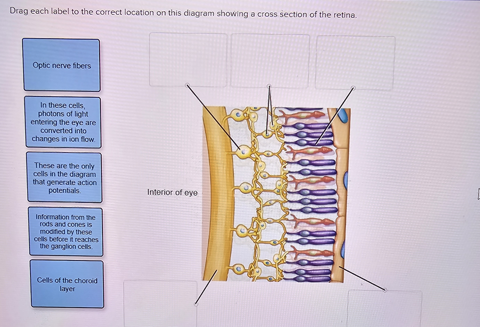 Solved Drag each label to the correct location on this | Chegg.com