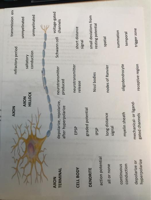 Neuron Concept Map: 1) Cut out the picture of the | Chegg.com