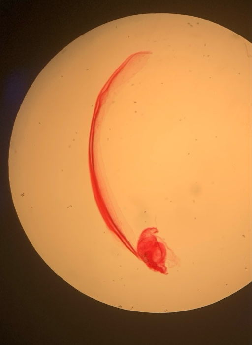 Solved Subphylum TunicataClass AppendiculariaThese organisms | Chegg.com