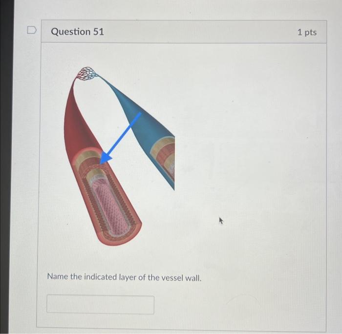 Solved Name the indicated layer of the vessel wall. Name | Chegg.com