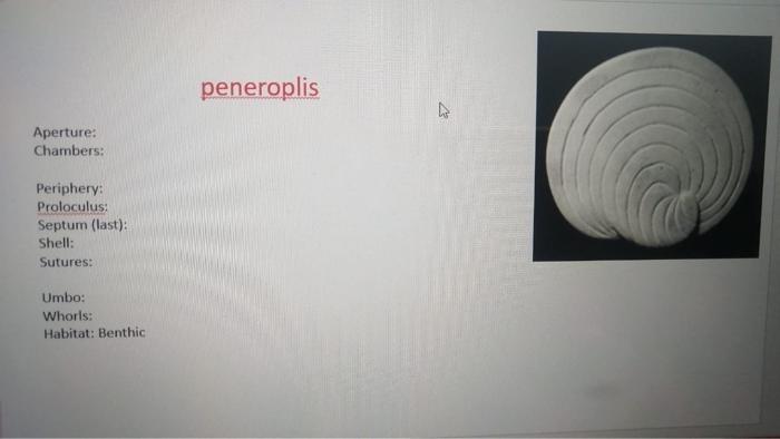 Solved peneroplis Aperture: Chambers: Periphery: Proloculus: | Chegg.com