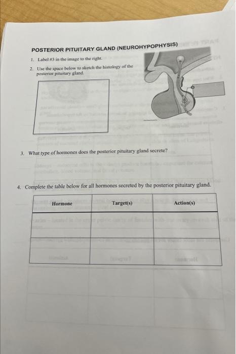 Solved POSTERIOR PITUITARY GLAND (NEURO WIOADHYSIS) 1. Label | Chegg.com