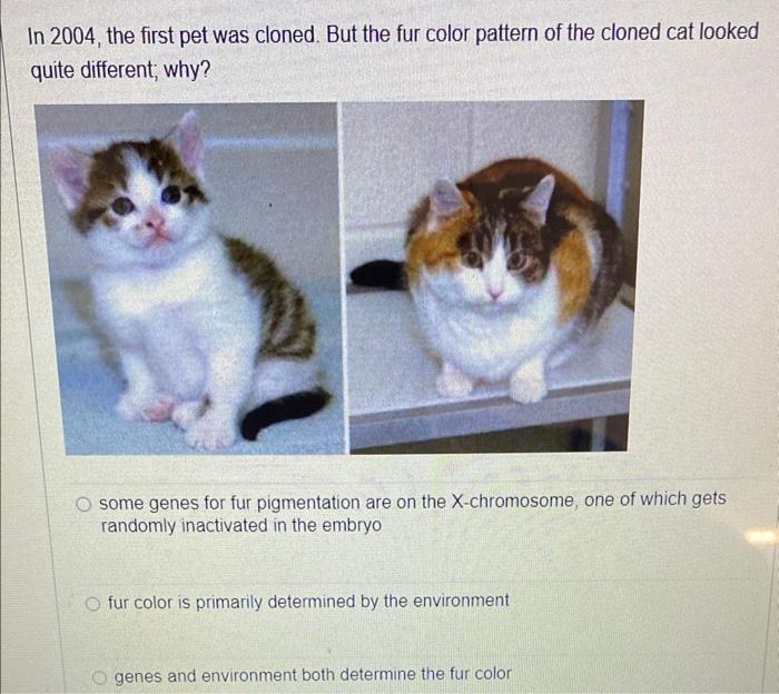Solved In 2004 , the first pet was cloned. But the fur color | Chegg.com