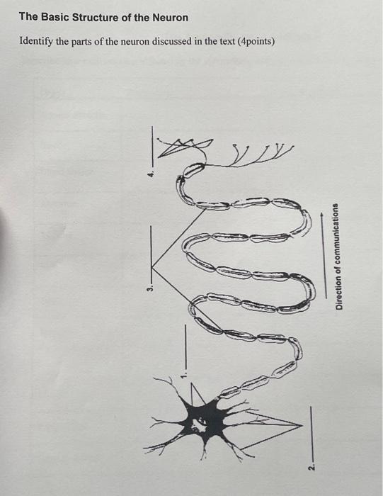 Solved The Basic Structure of the Neuron Identify the parts | Chegg.com