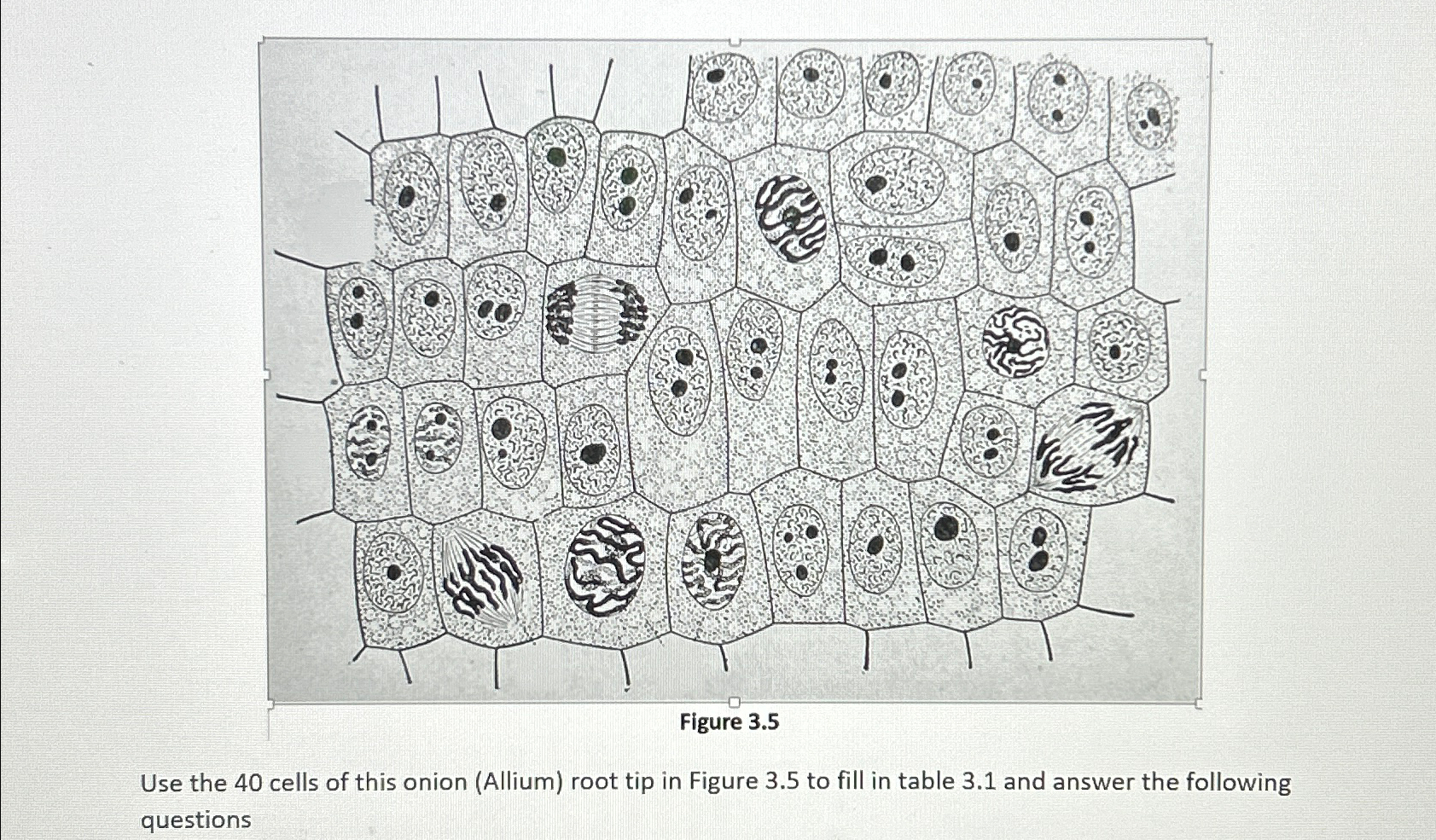 Use the 40 ﻿cells of this onion (Allium) ﻿root tip in | Chegg.com