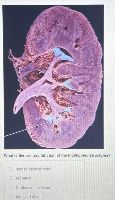 Solved What is the primary function of the highlighted | Chegg.com