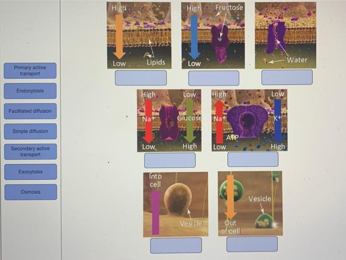 Solved Part A - Active and Passive Membrane Transport | Chegg.com