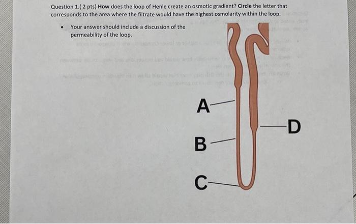 Solved Question 1. ( 2 pts) How does the loop of Henle | Chegg.com