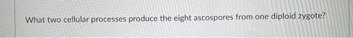 Solved What two cellular processes produce the eight | Chegg.com