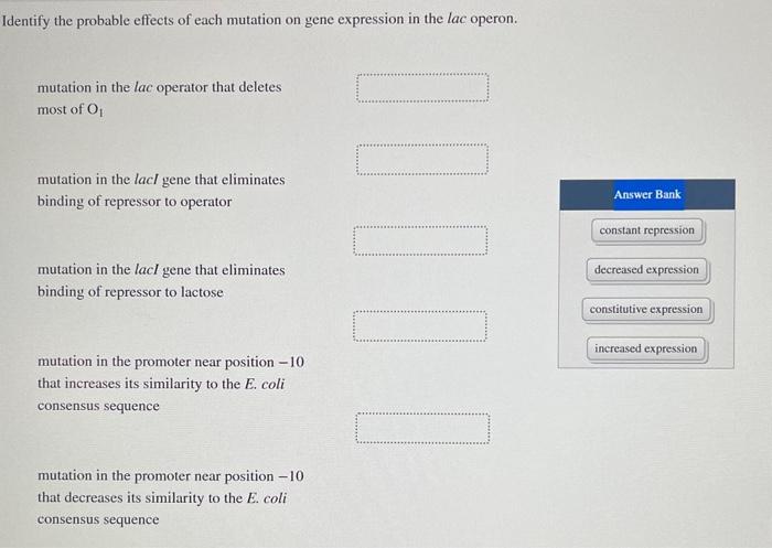 Solved Identify the probable effects of each mutation on | Chegg.com