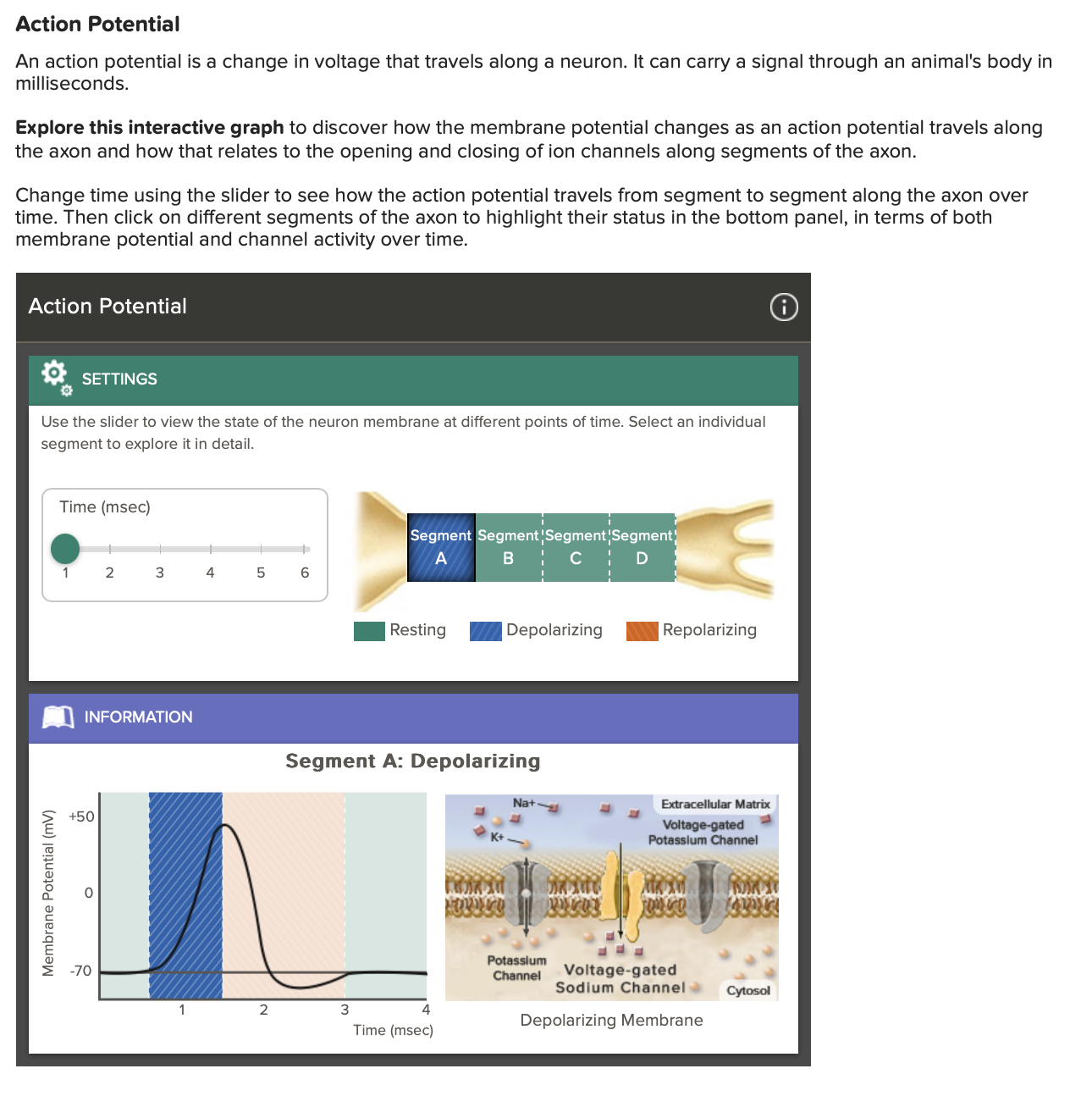 Solved Action Potential: Stages of an action potential and | Chegg.com