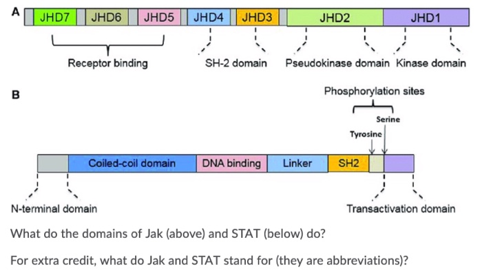 Solved A JHD7 JHD6 JHD5 JHD4 JHD3 JHD2 JHD1 Receptor binding | Chegg.com