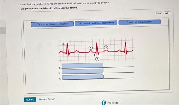 Solved Label the three numbered waves and state the | Chegg.com