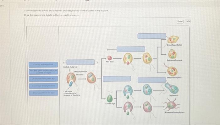 Solved son Correctly label the events and outcomes of | Chegg.com