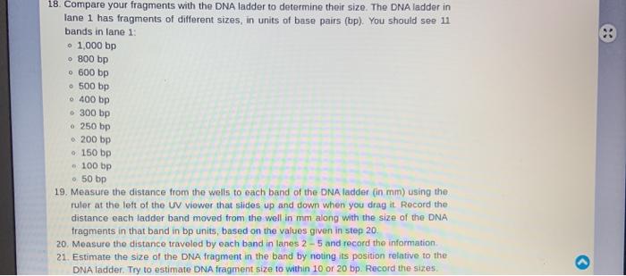 18. Compare your fragments with the DNA ladder to | Chegg.com