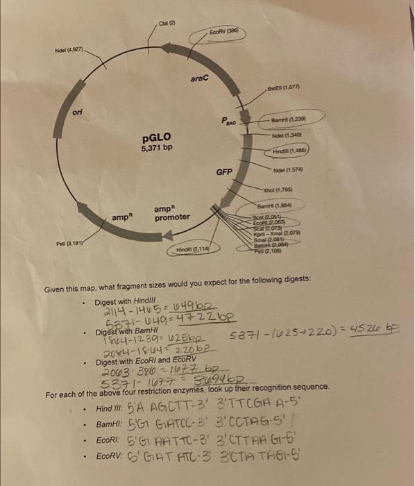 Fill in what your digest band patterns should look | Chegg.com