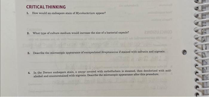 Solved CRITICAL THINKING 1. How would an endosporo stain of | Chegg.com