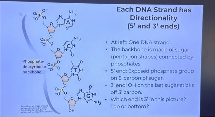 Solved Each DNA Strand has Directionality (5' and 3' ends) - | Chegg.com