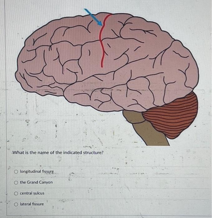 Solved longitudinal fissure the Grand Canyon central sulcus | Chegg.com