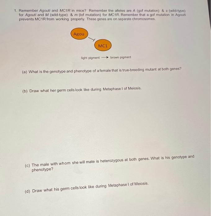 1. Remember Agouti and MC1R in mice? Remember the | Chegg.com