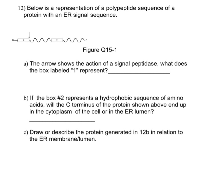 Solved 12) Below is a representation of a polypeptide | Chegg.com