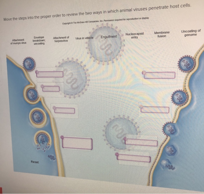 Solved Move the steps into the proper order to review the | Chegg.com