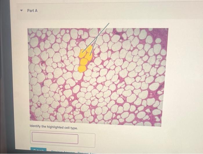 Solved PAL: Histology > Epithelial Tissue > Lab Practical > | Chegg.com
