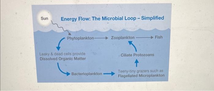 Solved explain how the microbial loop works(explain the | Chegg.com