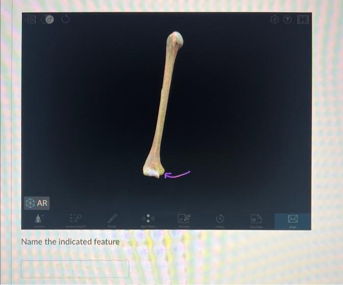 Solved Name the indicated feature Name the indicated | Chegg.com