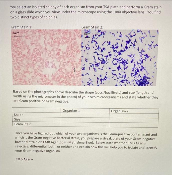 Solved Laboratory Exercise 13: Bacterial Isolation and | Chegg.com