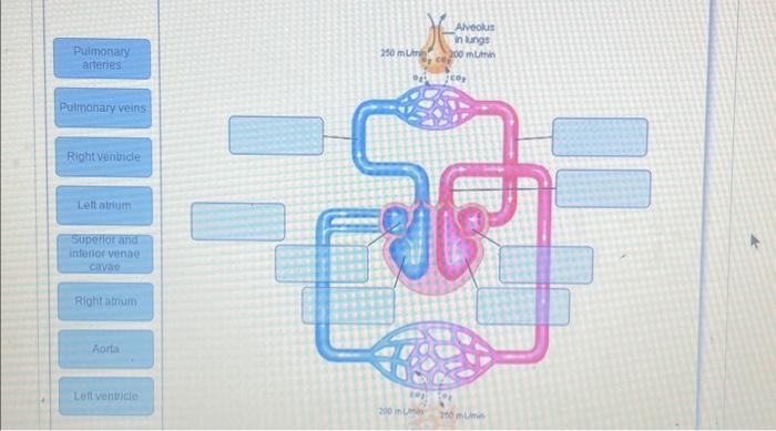 Solved Pulmonary arteries Pulmonary veins Right ventricle | Chegg.com