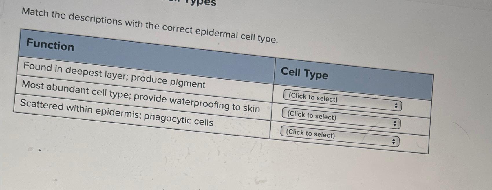 Solved Match the descriptions with the correct epidermal | Chegg.com