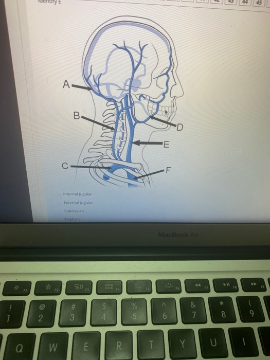 Solved entity 45 А. B E C F Internal jugular External | Chegg.com