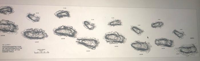 Solved Using the drawings of the Laetoli footprints (13.51 | Chegg.com