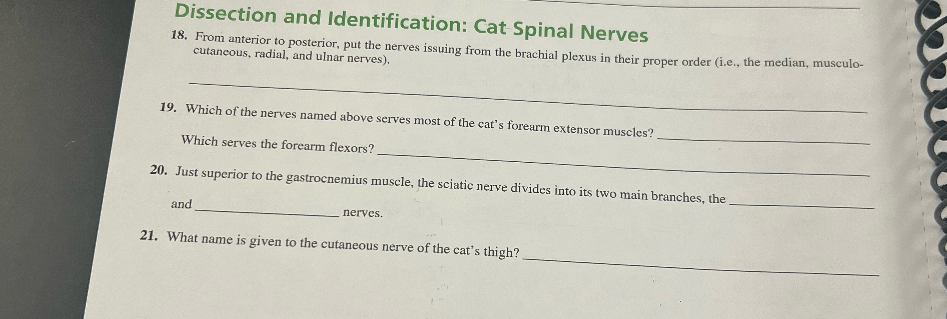 Solved Dissection and Identification: Cat Spinal Nerves18. | Chegg.com