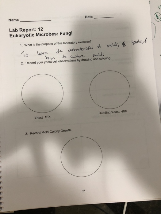 Solved Date Name Lab Report: 12 Eukaryotic Microbes: Fungi | Chegg.com