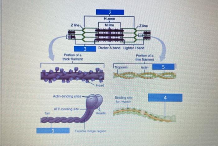 Solved I need help labeling these 1-5 | Chegg.com