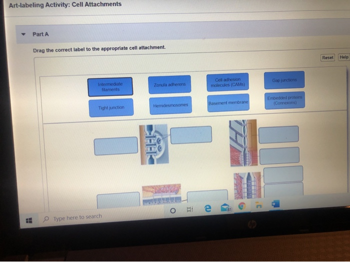 Solved Art-labeling Activity: Cell Attachments Part A Drag | Chegg.com