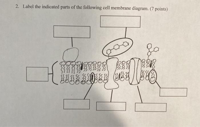Solved 2. Label the indicated parts of the following cell | Chegg.com