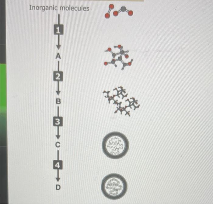 Solved 1. Steps in the development of life When scientists | Chegg.com