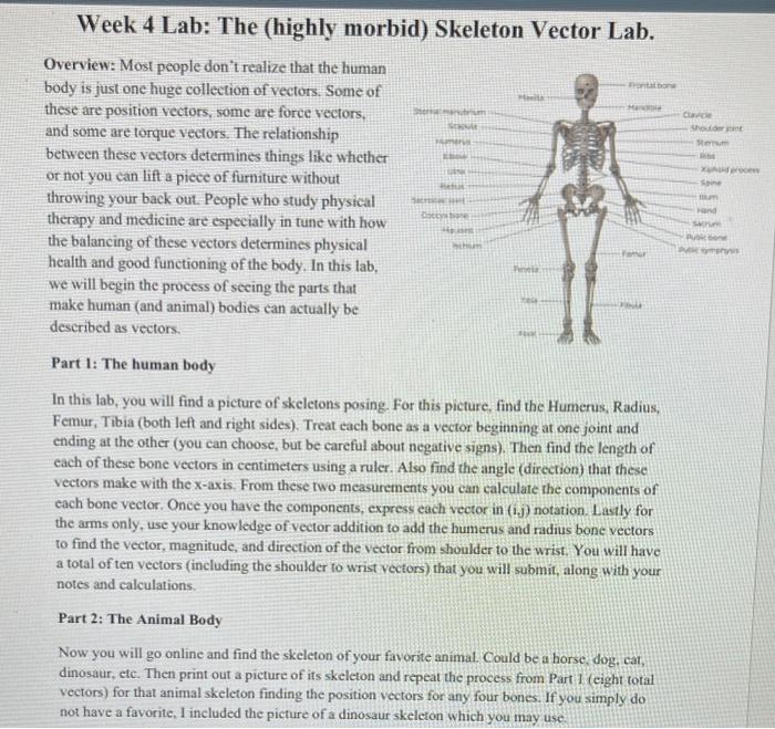 Week 4 Lab: The (highly morbid) Skeleton Vector Lab. | Chegg.com