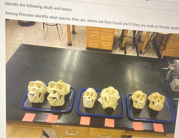 Three sets of Skulls. Identify what species they are, | Chegg.com