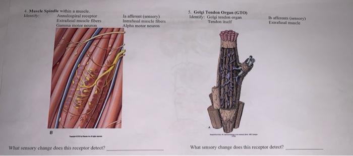4 Musele Spindle within a muscle. Annulospinal | Chegg.com