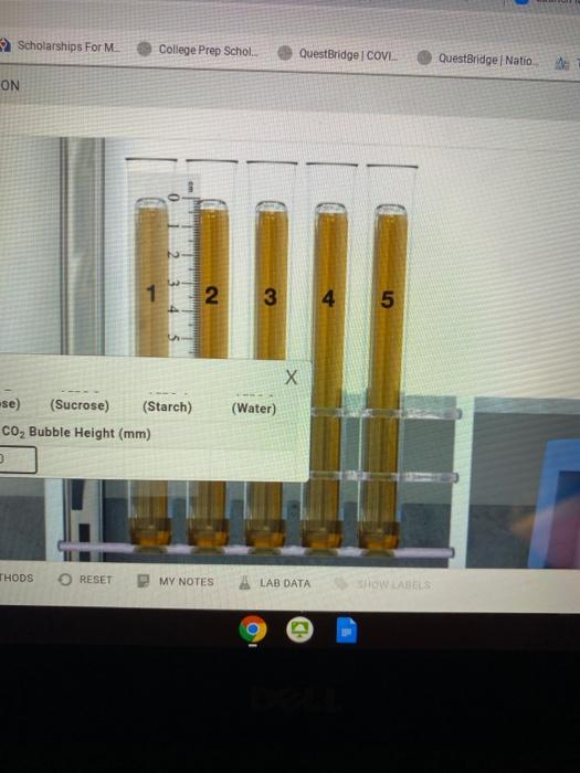 CELLULAR RESTATION VALT SENTATION LABORATOR SIMATION | Chegg.com
