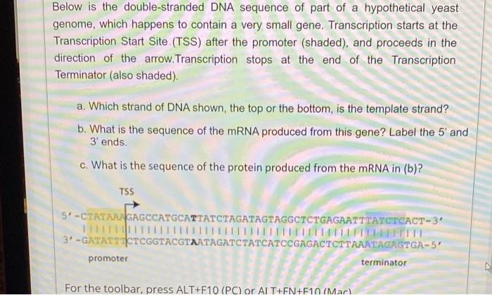 Solved Below is the double-stranded DNA sequence of part of | Chegg.com