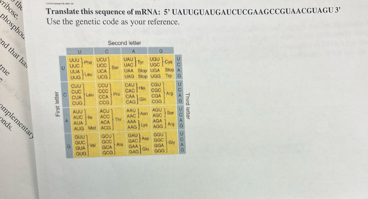 Solved Translate this sequence of mRNA: 5' | Chegg.com